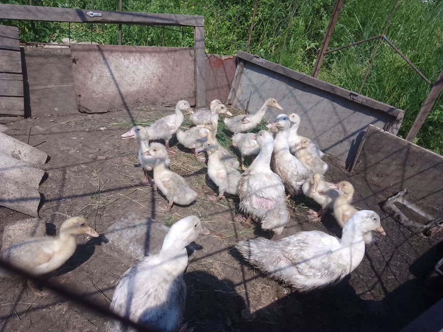 Утята бройлерные