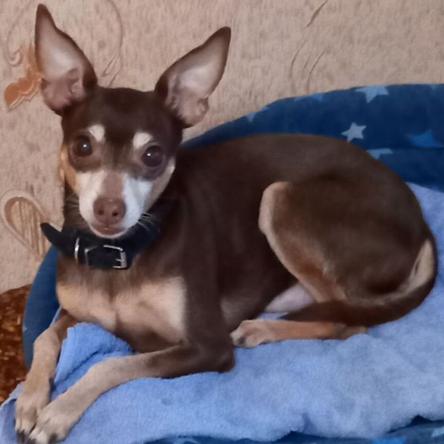 Пражский крысарик, щенок