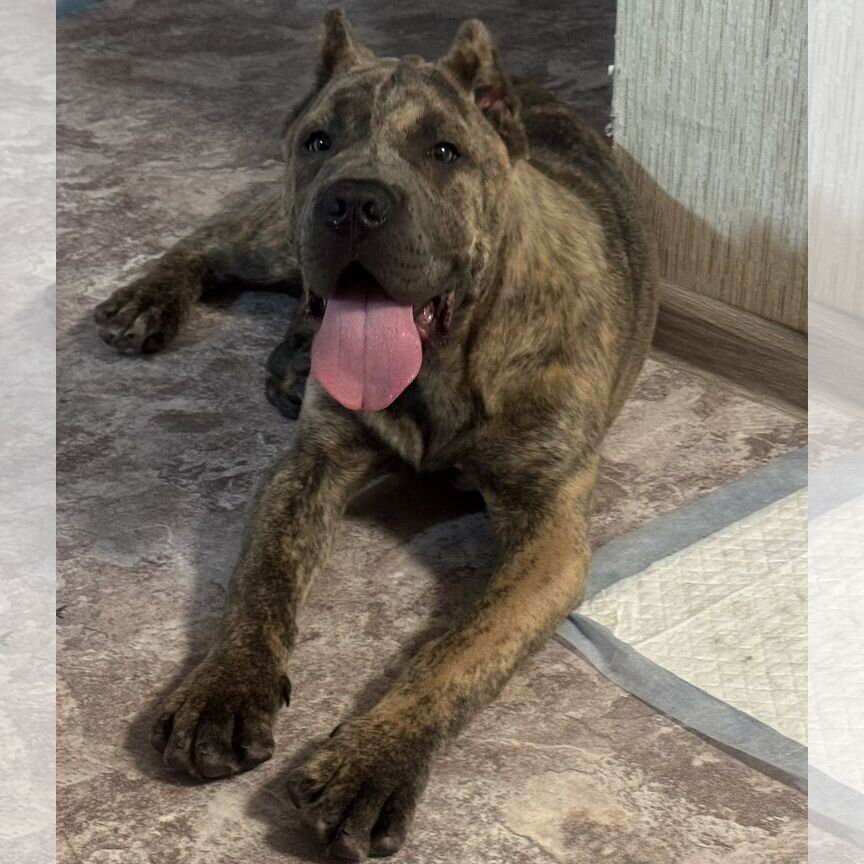 Кане-корсо, щенок