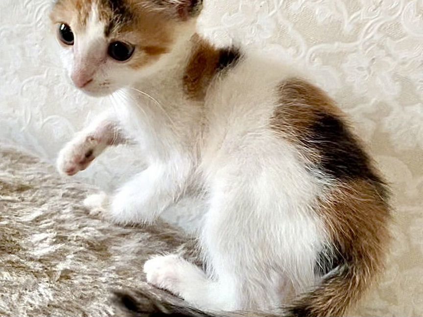 Котенок 3 месяца