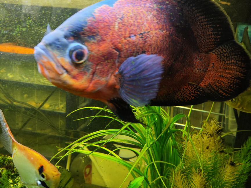 Рыба в аквариум