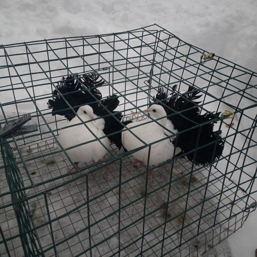 Голуби разные белые, бордовые, коричневые,черные