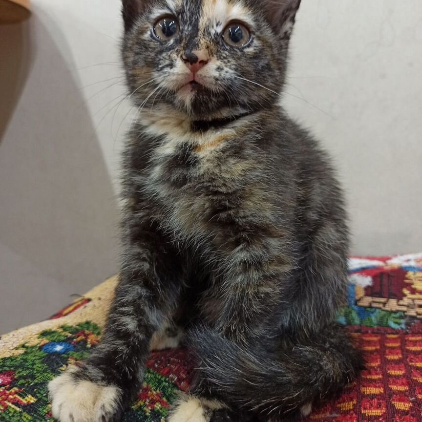 Кошка
