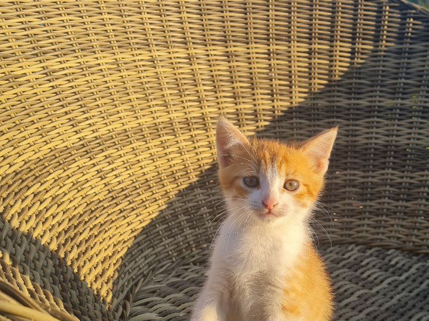 Котенок (мальчик) в добрые руки бесплатно