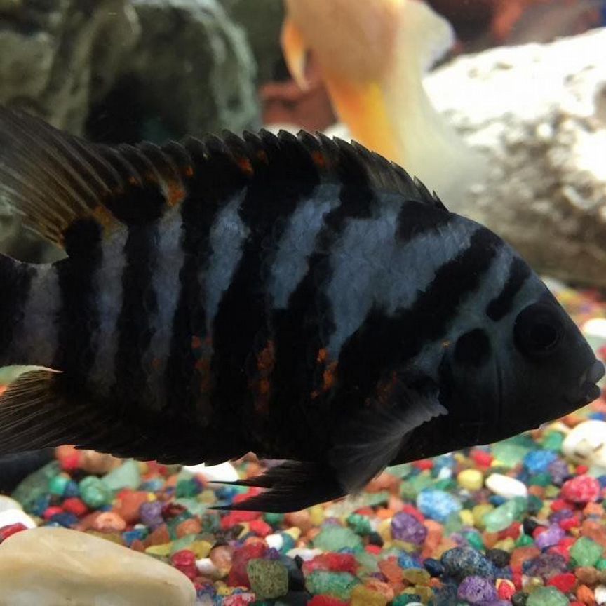 Чернополосая цихлазома