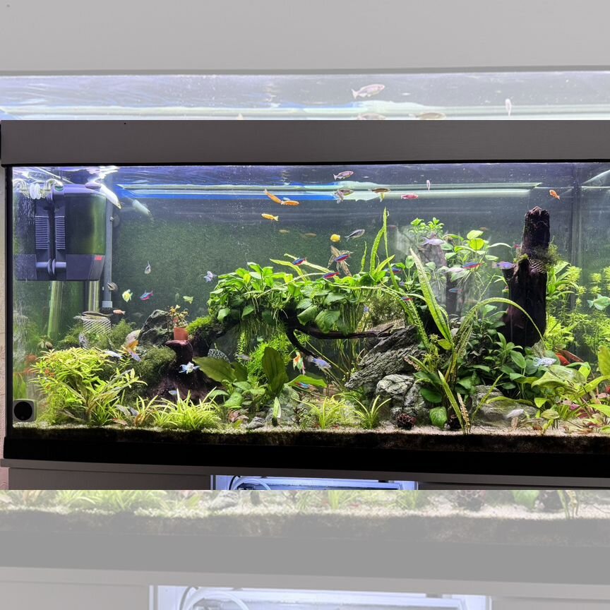 Анубиас на коряге