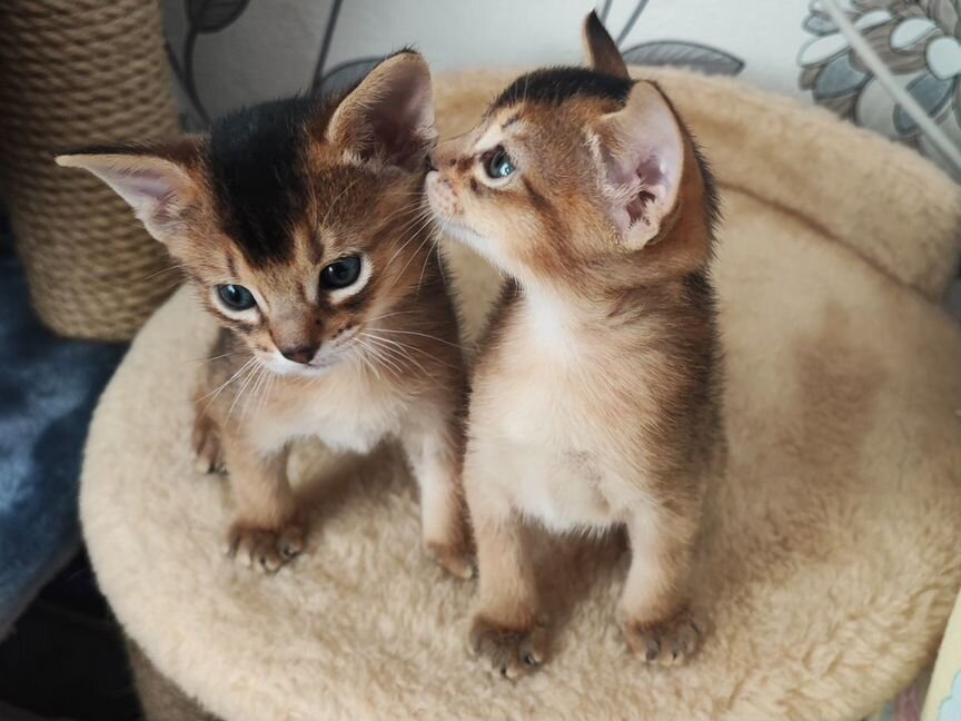 Абиссинские котята