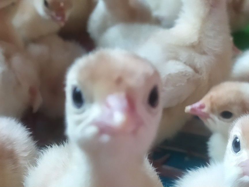 Индюшата биг 6