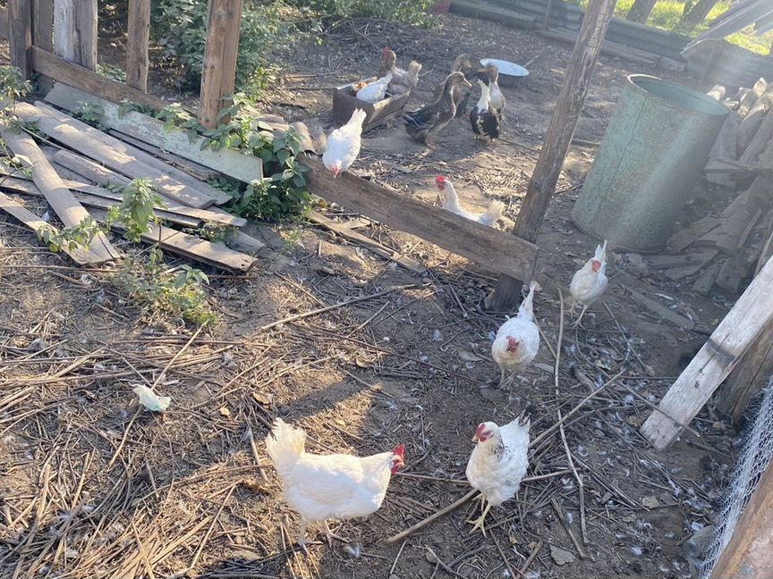Куры несушки продам