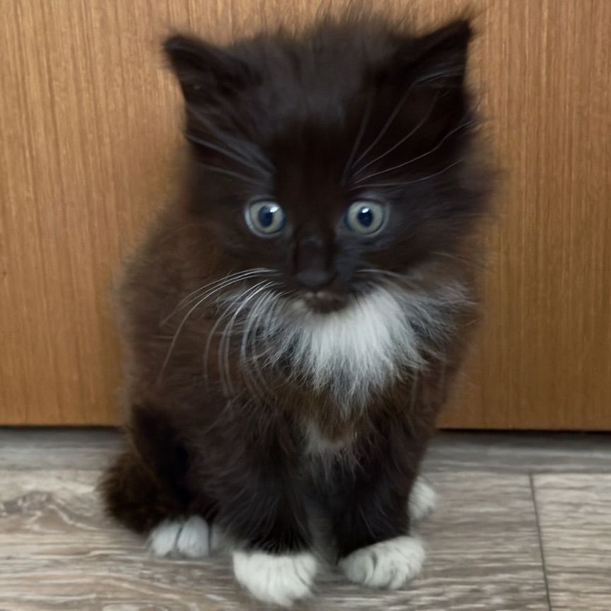 Котята пушистые