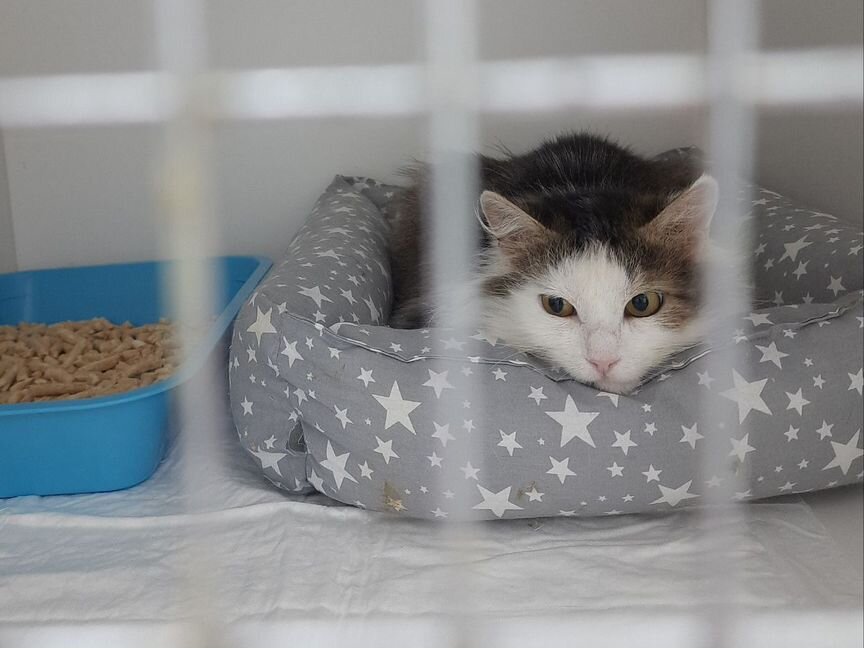 Она никогда не была домашней