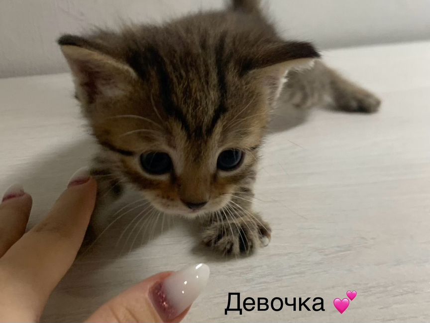 Котята