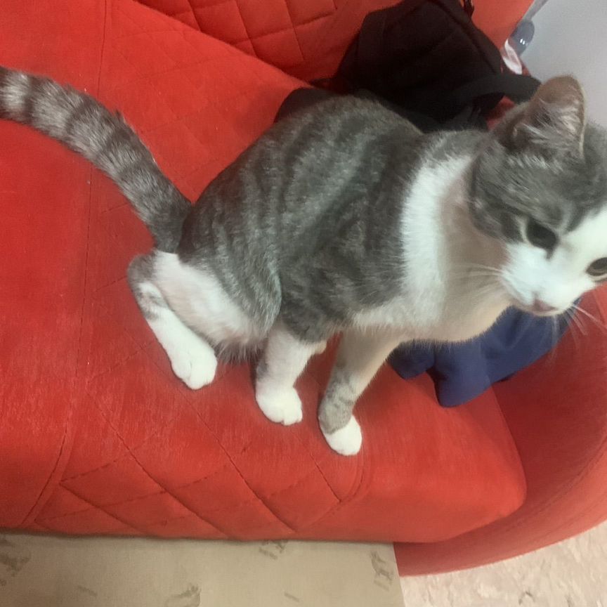 Котенок в добрые руки