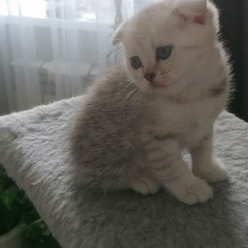 Шотландские вислоухие котята
