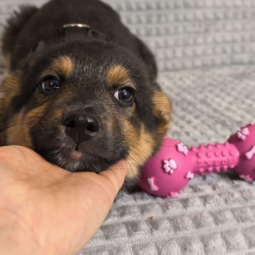 Щенок в добрые руки