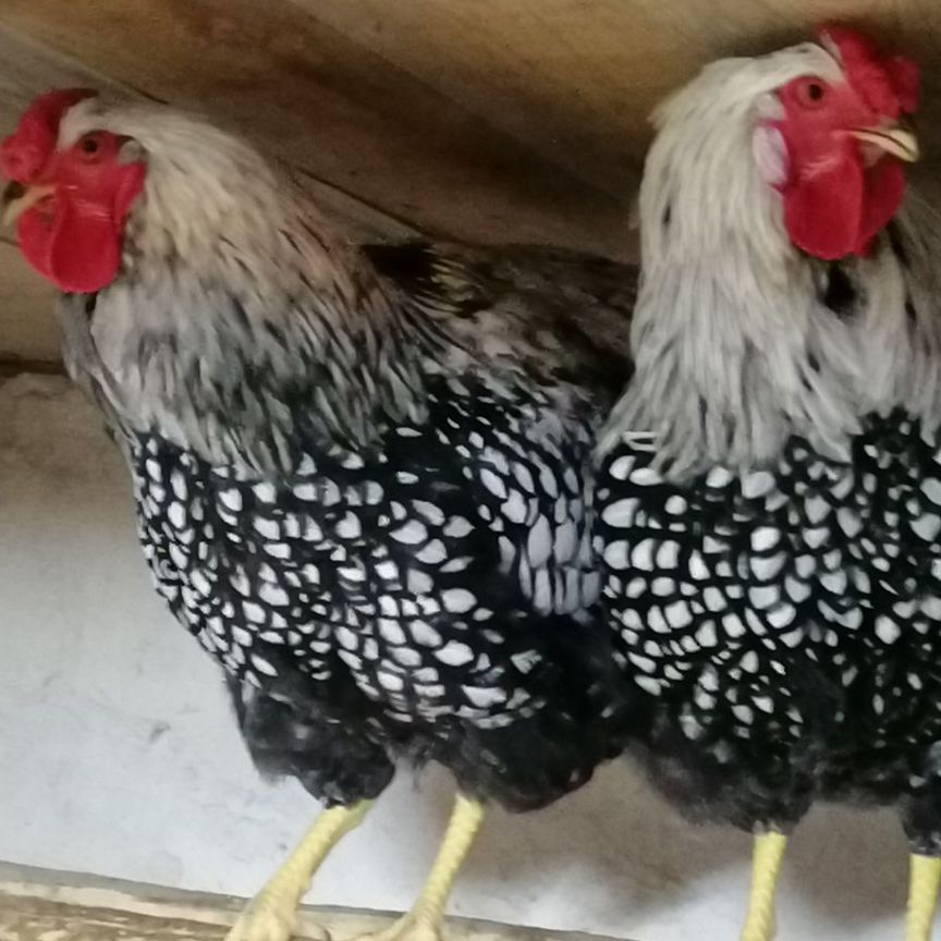 Петух виандот серебро 8 месяцев