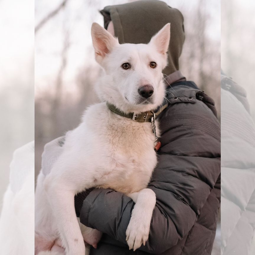 Взрослая собака в добрые руки