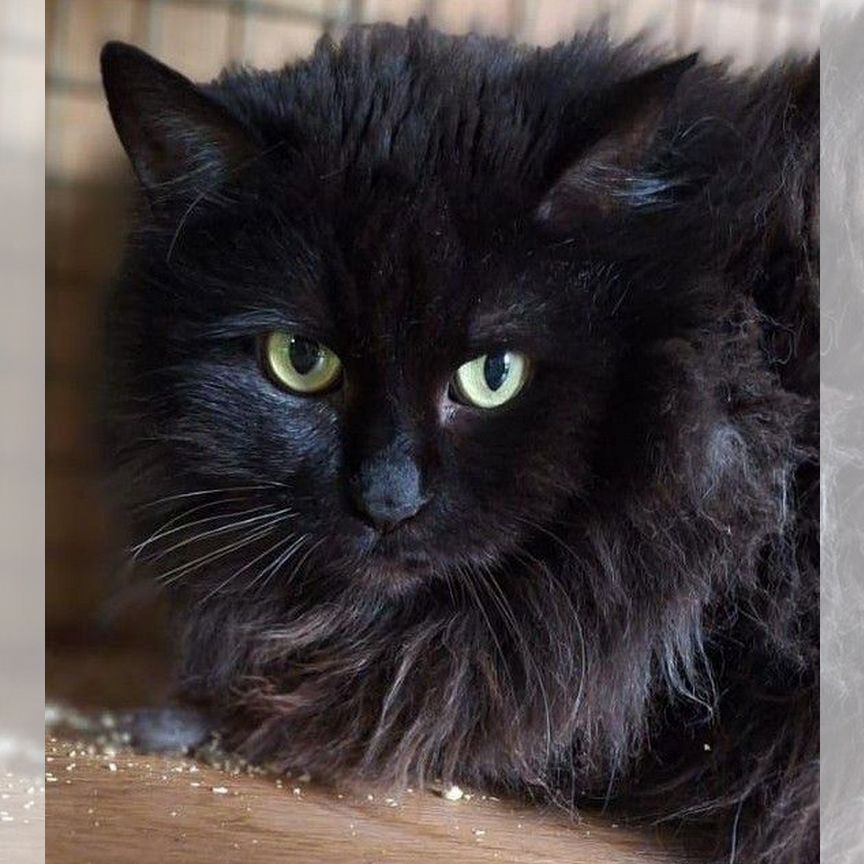 Взрослая кошка в добрые руки