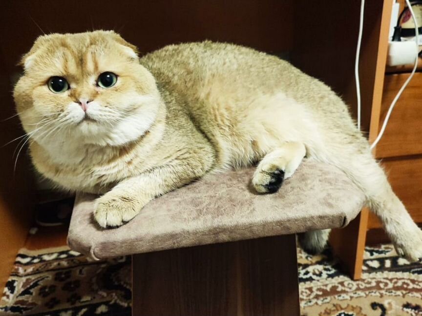 Вязка шотландского кота