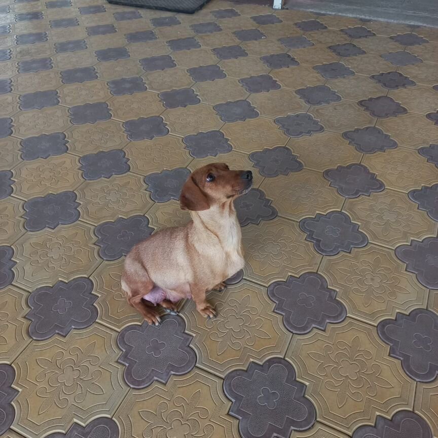 Отдам бесплатно щенков