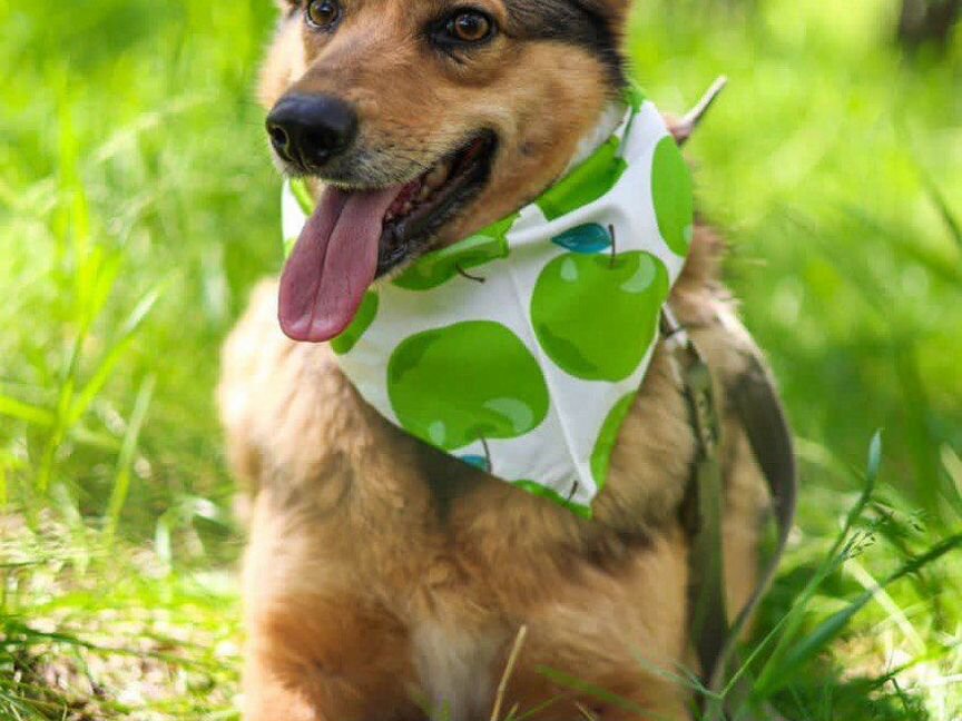 Собака в добрые руки Асечке нужен дом