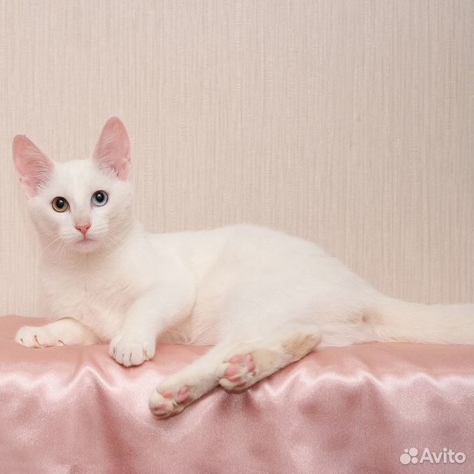 Котёнок Айс в добрые руки