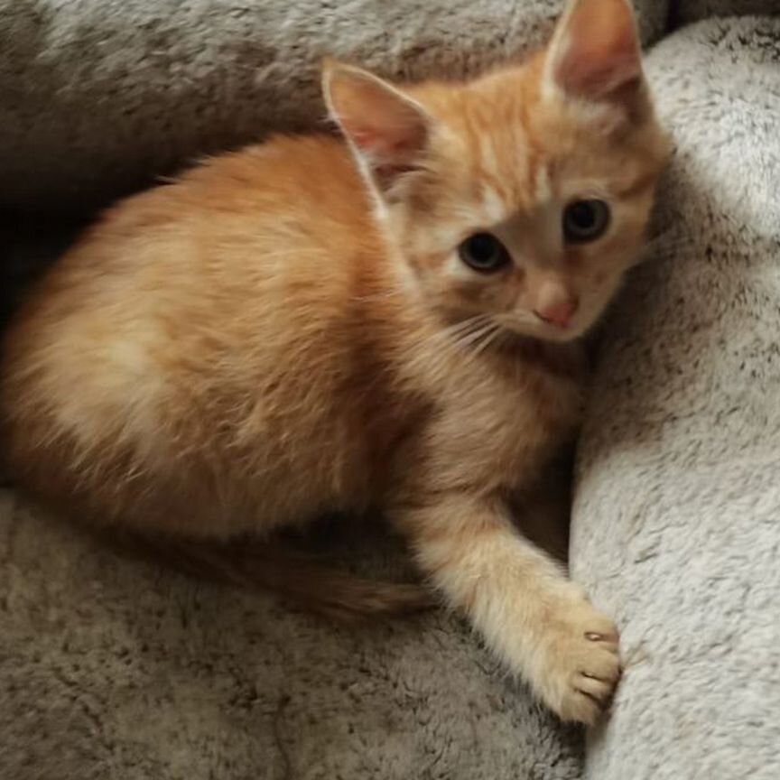 Котенок в добрые руки