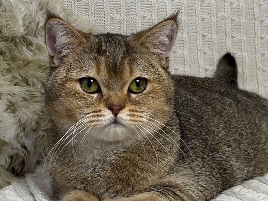 Британский кот золотая шиншилла ny25