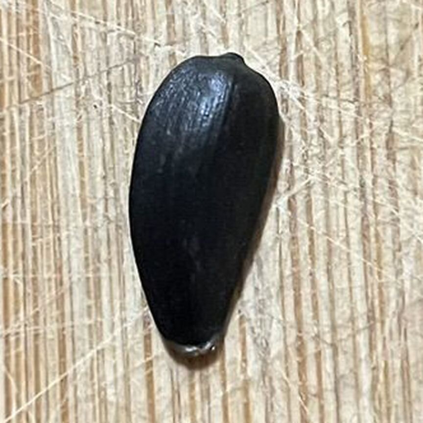 Семечка подсолнечника