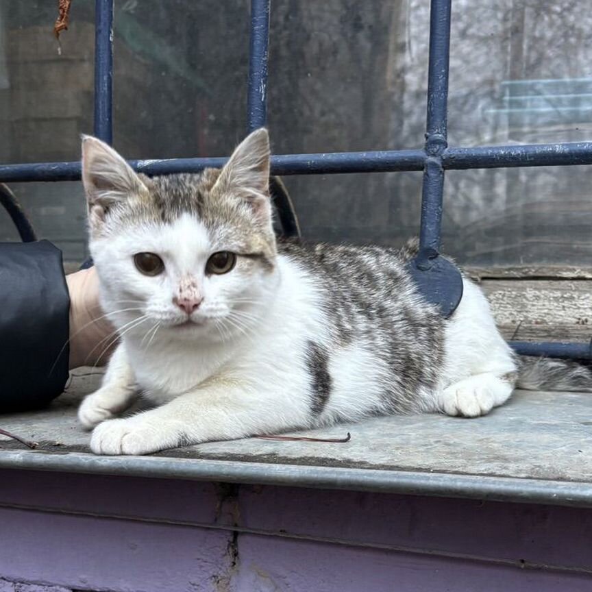 Котенок Лапочка