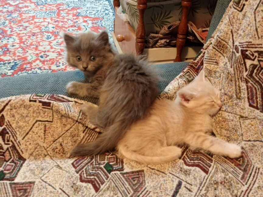 Котята