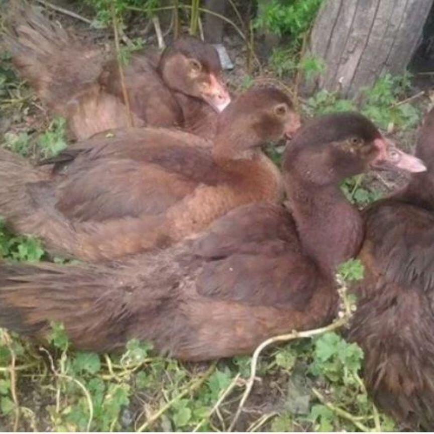 Мускусные утки тяжелые линии