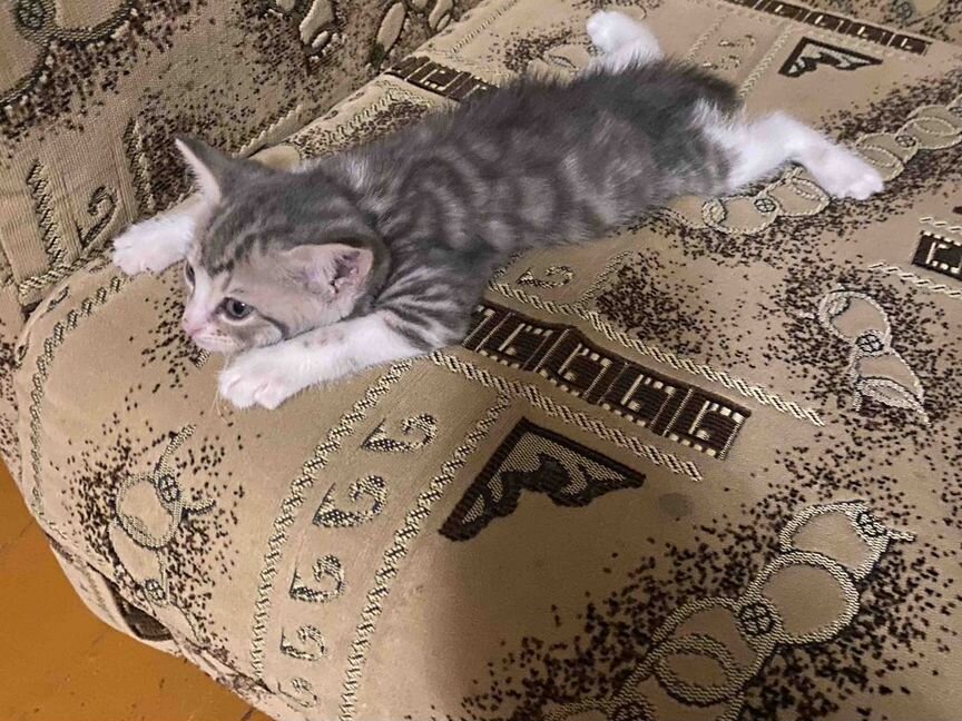 Котёнок