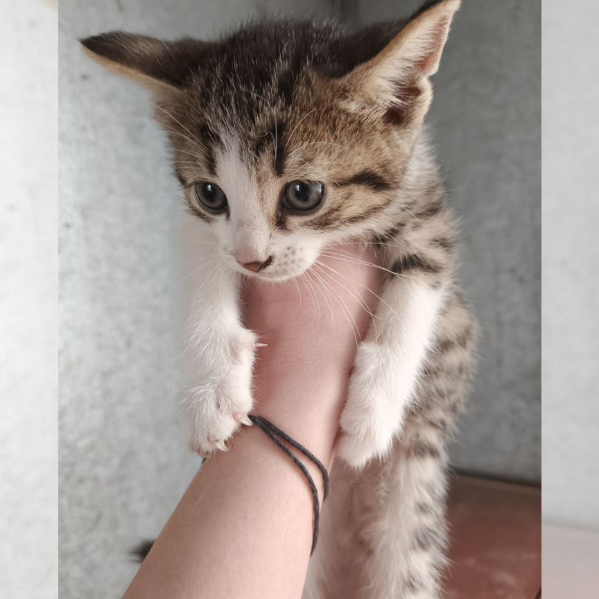 Отдам котят бесплатно