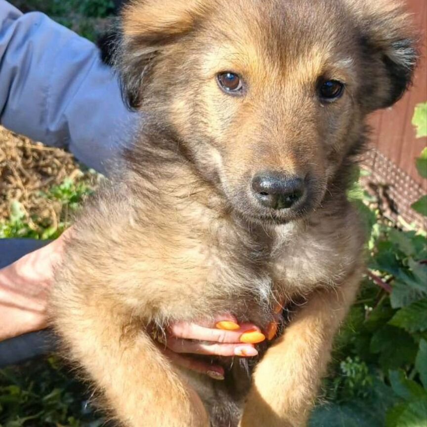 Щенули 2 мес лучшим хозяевам