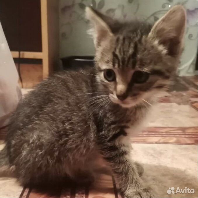 Котенок в дрбрые руки
