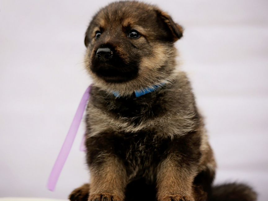 Щенки немецкой овчарки зонарного окраса