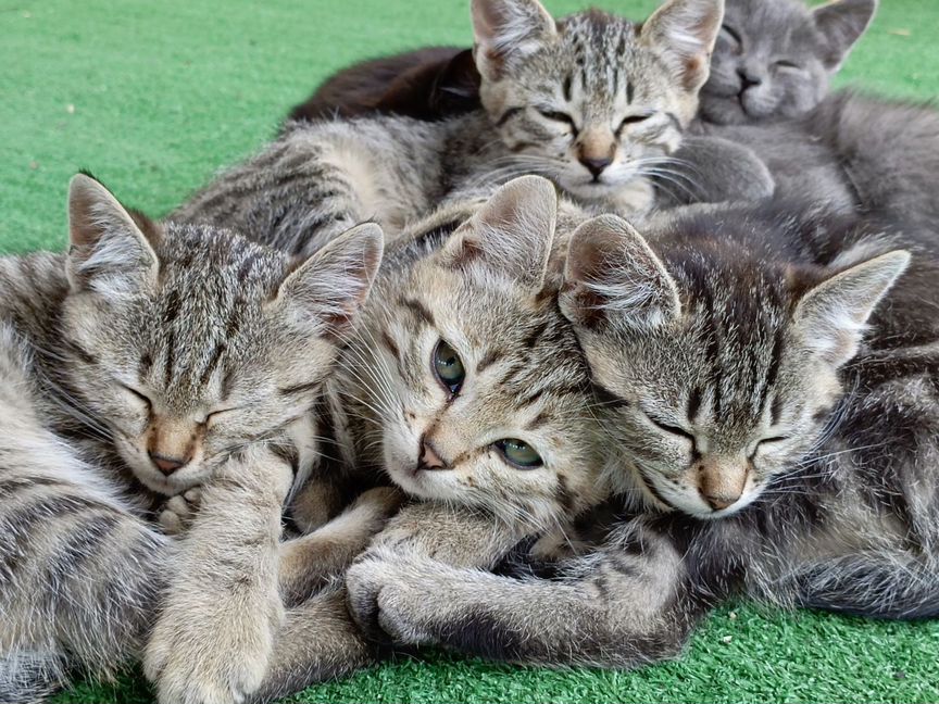 Котята в добрые руки бесплатно