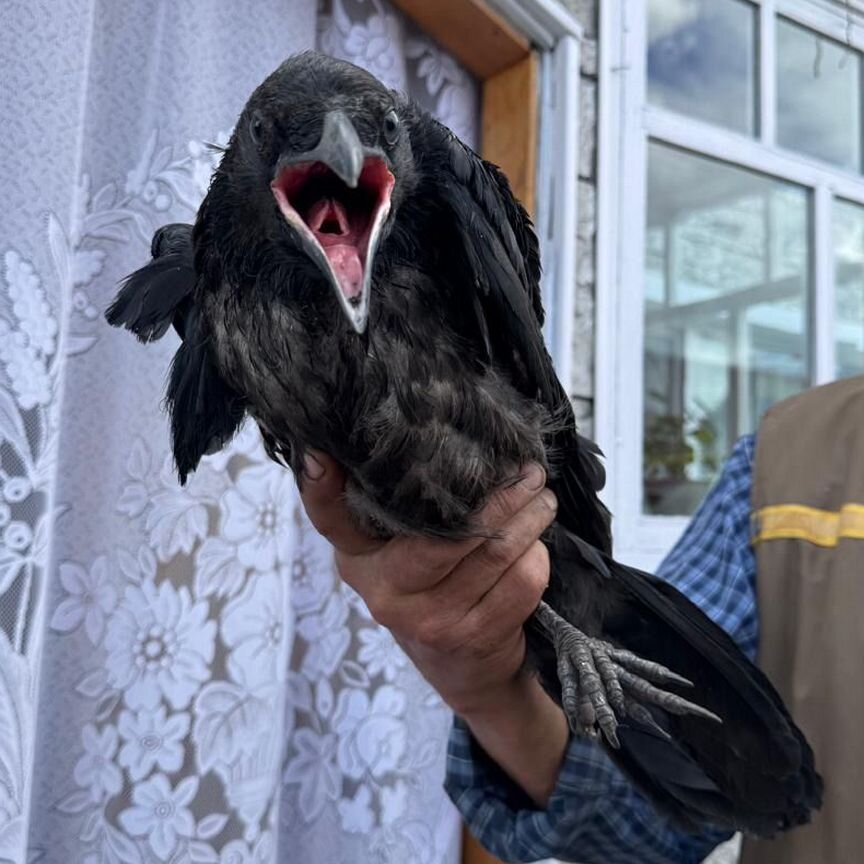 Черный ворон