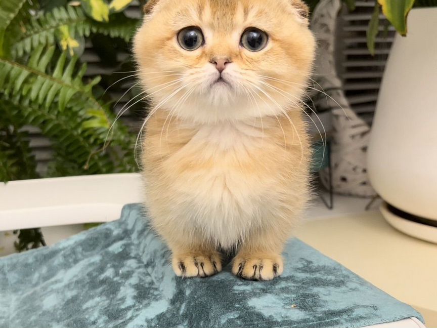 Котик скоттиш килт