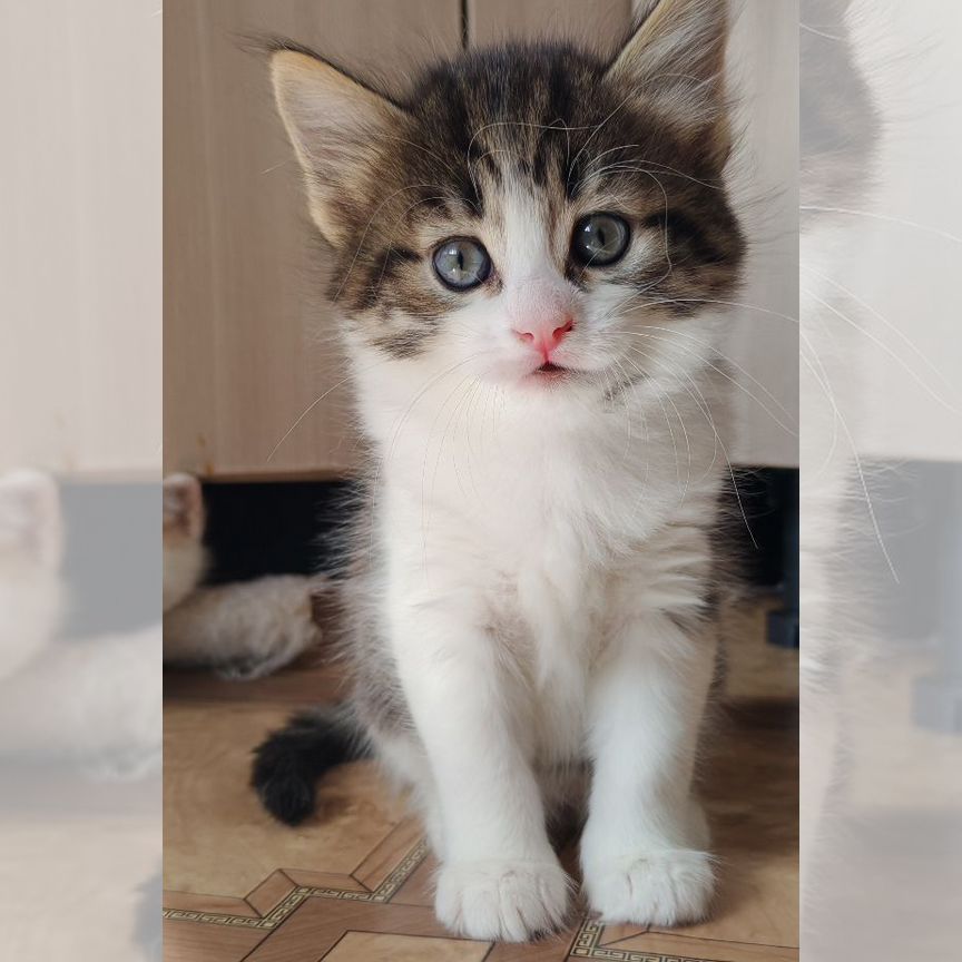 Сибирский котёнок