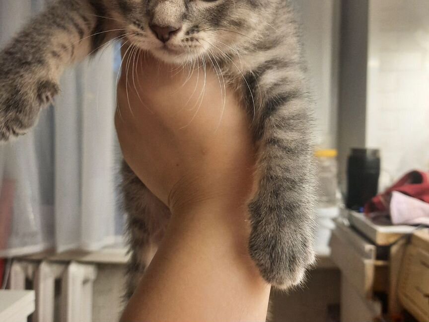 Котёнок смесь бобтейла и обычной кошки