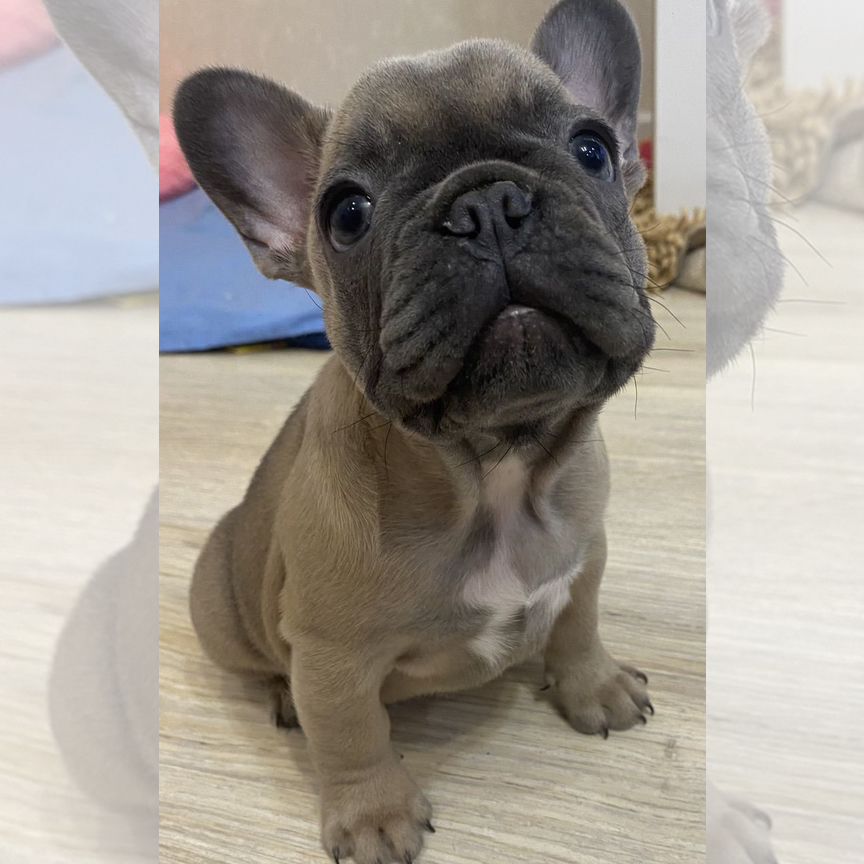Французский бульдог, щенок