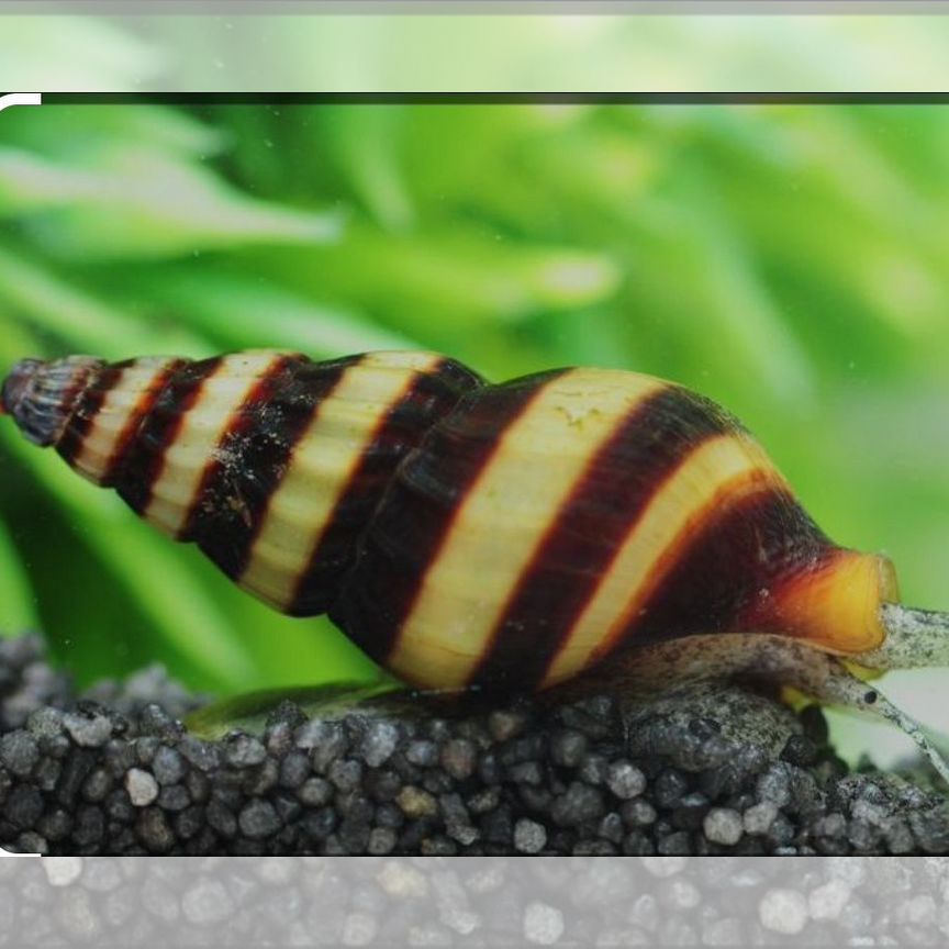 Улитка хелена