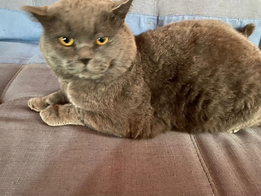 Британский кот