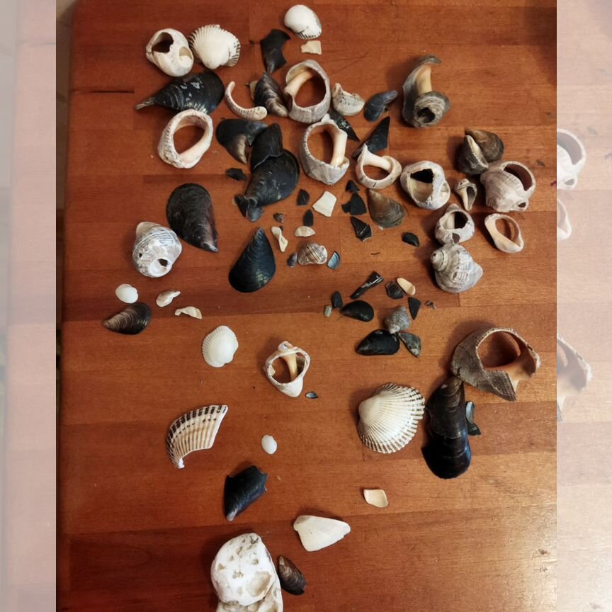 Морские ракушки раковины