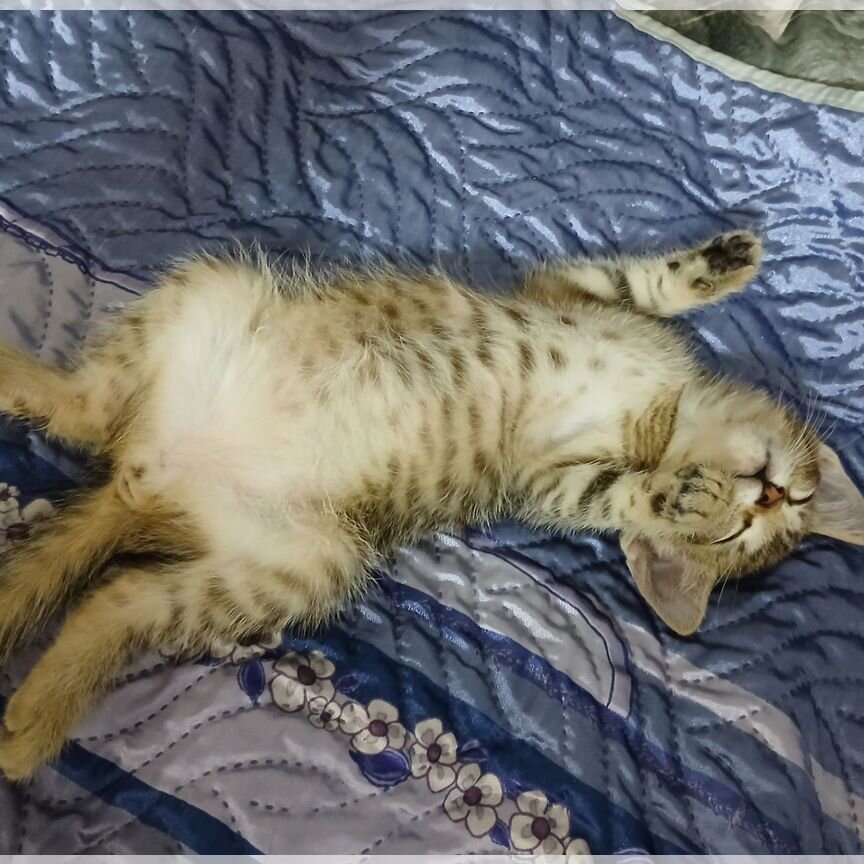 Котенок в добрые руки