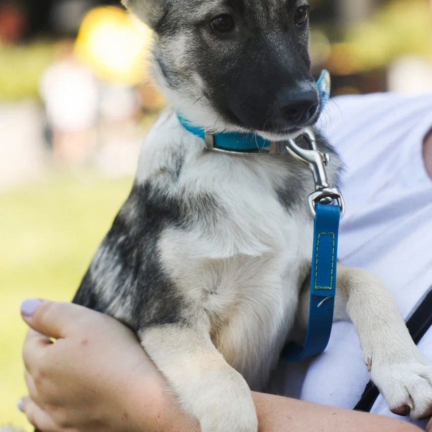 Бусинка ищет дом