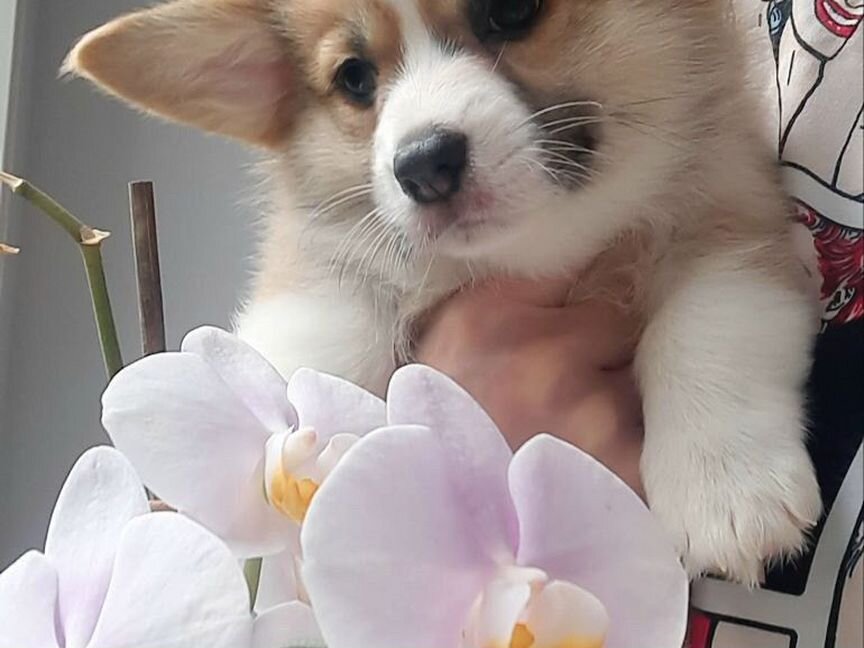 Щенки корги