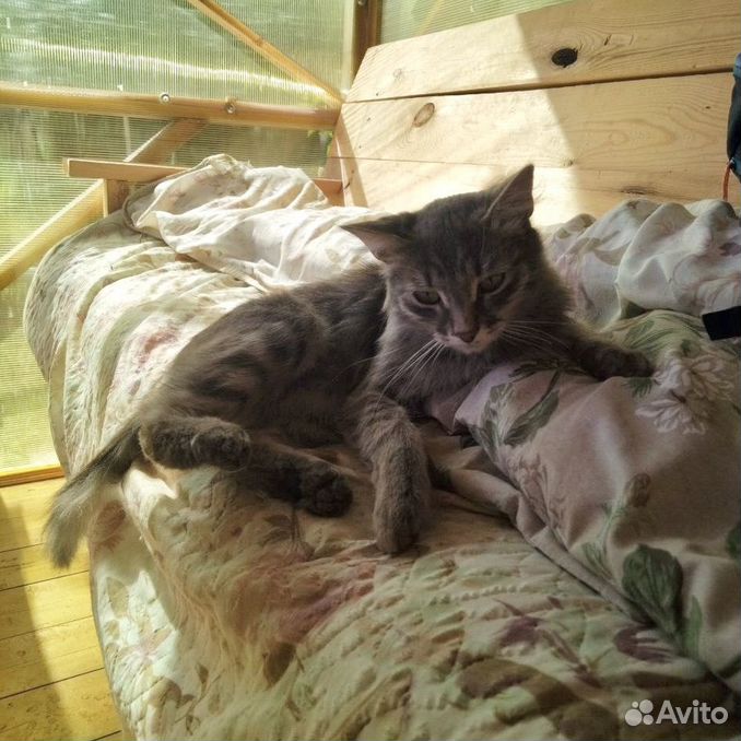 Брошенный на дачах кот ищет дом